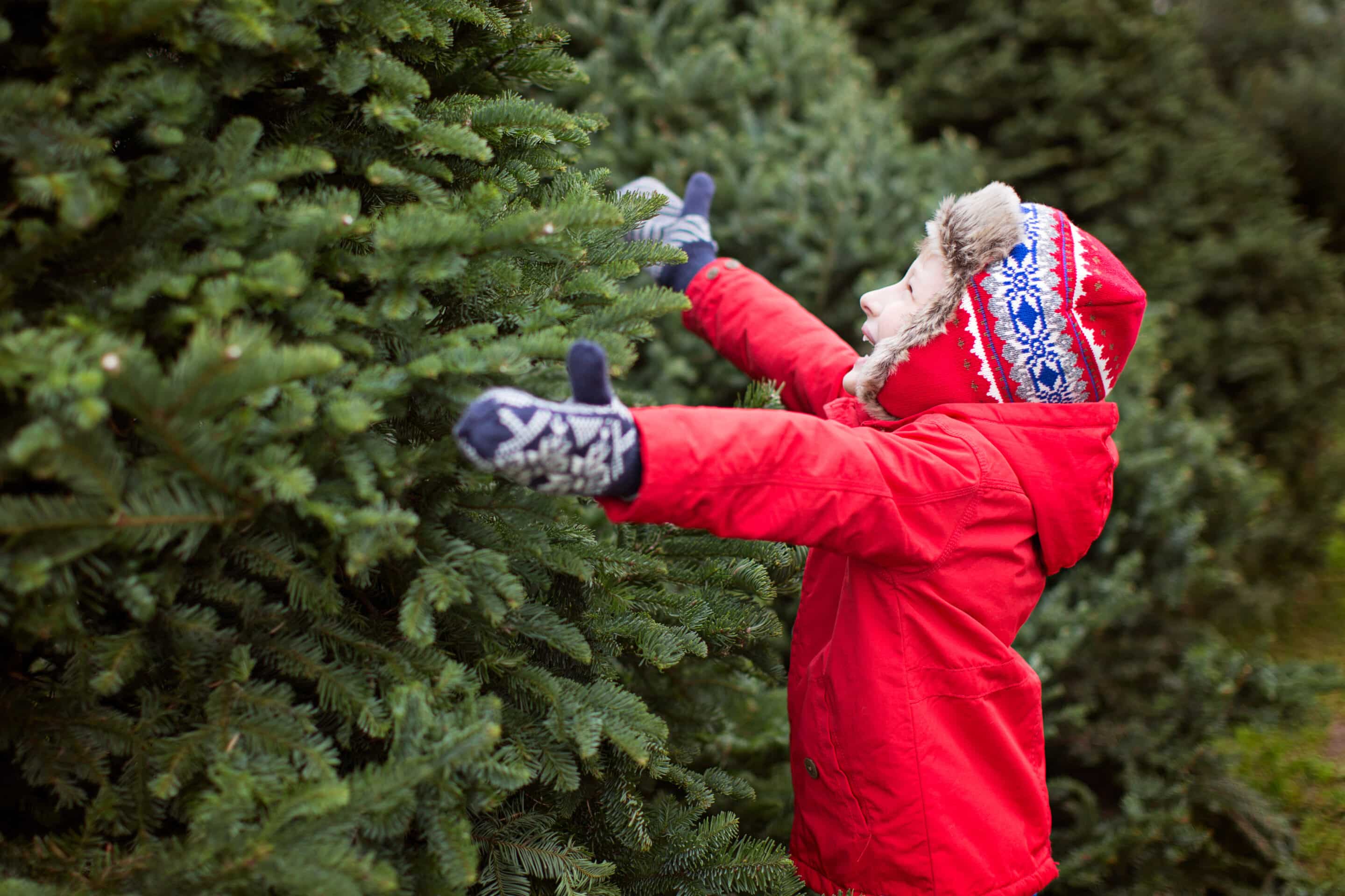 Local Org Makes It Easy To Buy A Christmas Tree Help The Local Need Local Org Makes It Easy To Buy A Christmas Tree Help The Local Need