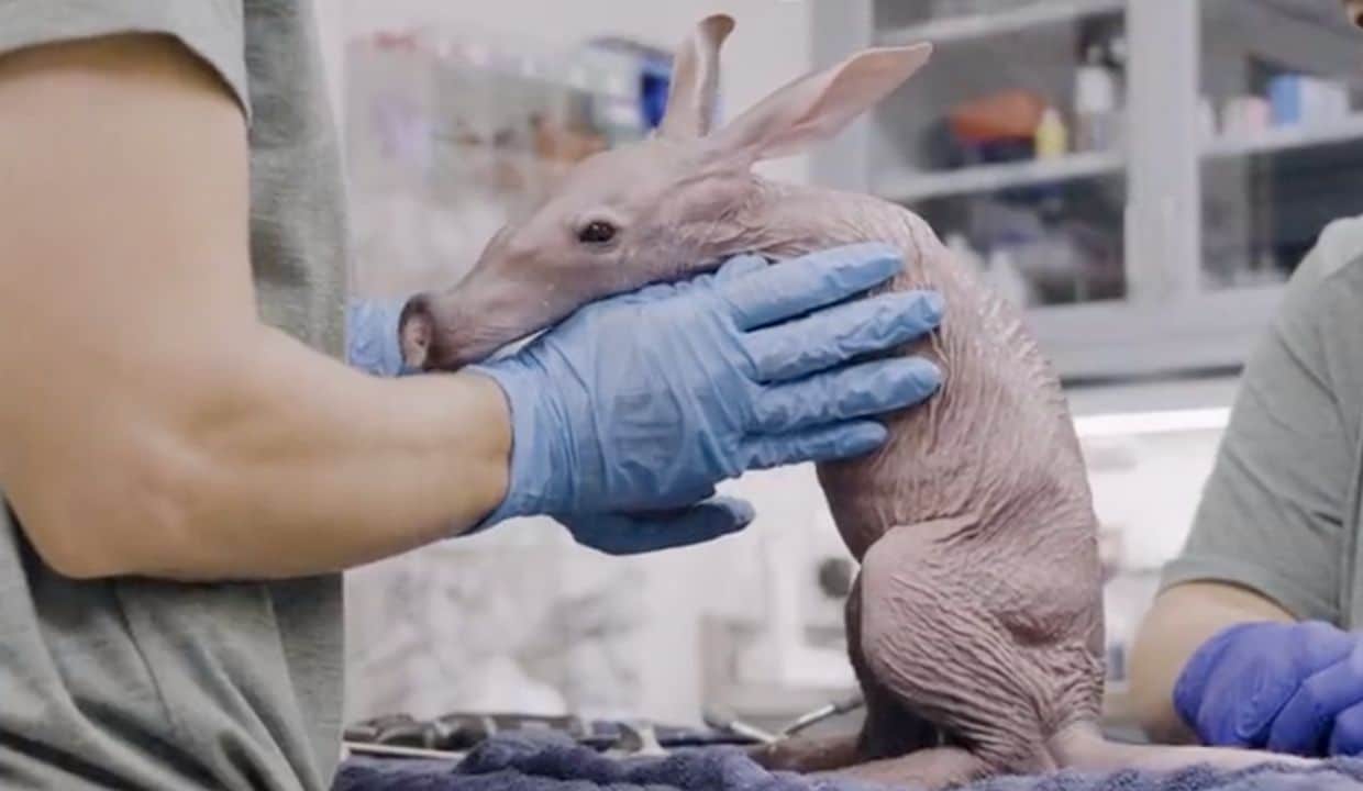 Memphis Zoo Welcomes Adorable Baby Aardvark - KWAM - The Mighty 990